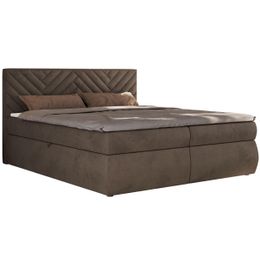 BOXBETT AVERTA 160/200 - Braun Velvet - H3