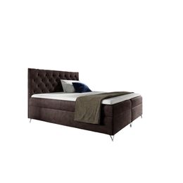 Fun M&ouml;bel BOXBETT Ambre In &uuml;berl&auml;nge