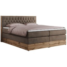 BOXSPRINGBETT AMORE KING 200/200 Braun Velvet - H4