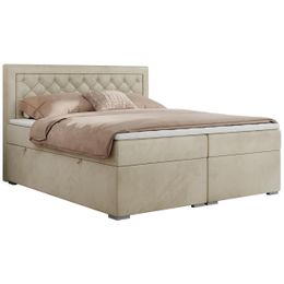 BOXBETT JASIR 120/200 - Beige Velvet - H4