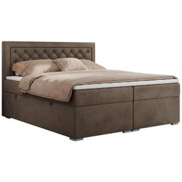 BOXBETT JASIR 120/200 - Braun Velvet - H3