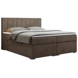 BOXBETT LOPE 120/200 - Braun Velvet - H3