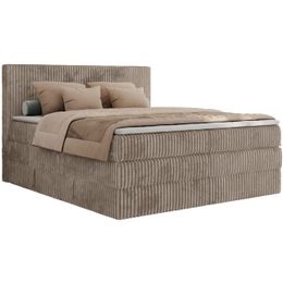BOXSPRINGBETT TILIANO KING - 200/200 - Hellbraun Cord - H4