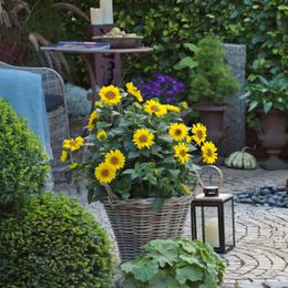 Winterharte Stauden-Sonnenblume 'Suncatcher Pure Gold' Lieferform: Im 2 Liter Topf