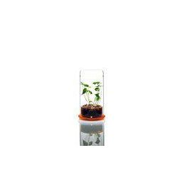 ADA DOOA Cell Glasgef&auml;&szlig; Clear