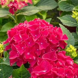 Bauernhortensie 'Red Baron' C3 30 - 40 cm Liefergr&ouml;&szlig;e: 30 - 40 cm