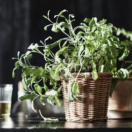 IKEA KAKTUSFIKON &Uuml;bertopf