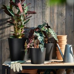 IKEA CITRONMELISS &Uuml;bertopf