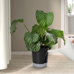 IKEA V&Aring;RDTR&Auml;D Selbstbew&auml;sserungstopf