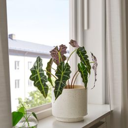 IKEA SANDK&Ouml;RSB&Auml;R &Uuml;bertopf