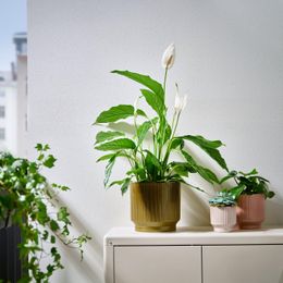 IKEA HONUNGSPALM &Uuml;bertopf