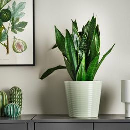 IKEA BROKSPIREA &Uuml;bertopf
