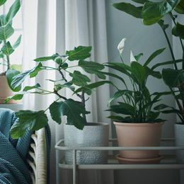 IKEA CHIAFR&Ouml;N &Uuml;bertopf