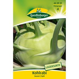 Quedlinburger Kohlrabi 'Gigant'
