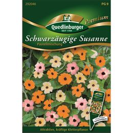 Quedlinburger Schwarz&auml;ugige Susanne Pastelmischung