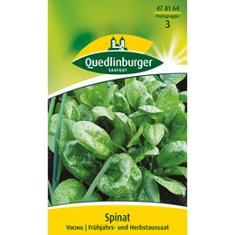 Quedlinburger Spinat 'Viking'
