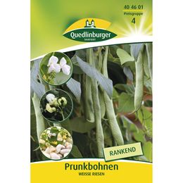 Quedlinburger Prunkbohnen 'Wei&szlig;e Riesen'