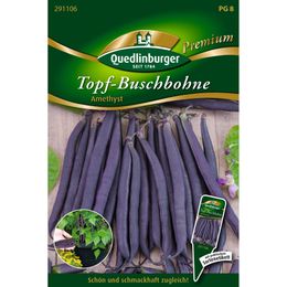 Quedlinburger Topf-Buschbohne 'Amethyst'