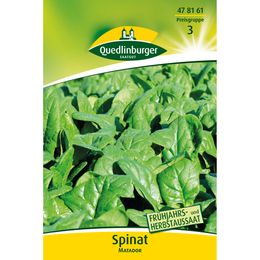 Quedlinburger Spinat 'Matador'
