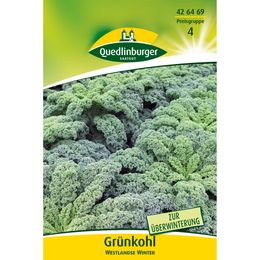 Quedlinburger Gr&uuml;nkohl 'Westlandse Winter'