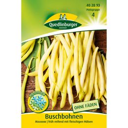 Quedlinburger Buschbohnen 'Maxidor'