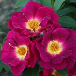 Bodendeckerrose 'Weg der Sinne ' C6 Lieferform: Im 6 Liter Topf