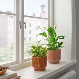 IKEA HONUNGSPALM &Uuml;bertopf