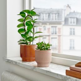 IKEA HONUNGSPALM &Uuml;bertopf