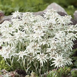 Garten-Edelwei&szlig; 'Matterhorn' Lieferform: Im 3 Liter Topf