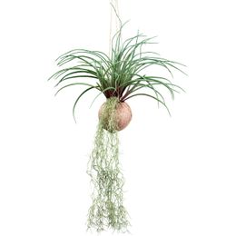 Kunstranke Creativ green "Tillandsia Stricta", gr&uuml;n, H:72cm, Kunstpflanzen, in nat&uuml;rlicher Kokosschale
