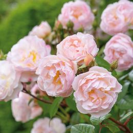 David Austin-Rose &Ouml;fterbl&uuml;hende Ramblerrose 'The Lady of the Lake ', 5 Liter, A-Qualit&auml;t, 3 starke Triebe Liefergr&ouml;&szlig;e: drei starke Triebe