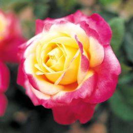 Edelrose 'Oriental Peace ', 5 Liter, A-Qualilt&auml;t, 3 starke Triebe Liefergr&ouml;&szlig;e: drei starke Triebe