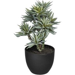 K&uuml;nstliche Zimmerpflanze Creativ green "Sukkulenten auf Stamm", gr&uuml;n, H:30cm &Oslash;:15cm, Kunststoff, Kunstpflanzen, K&uuml;nstliche Zimmerpflanze
