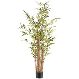 Kunstbambus Creativ green "Bambus vulgaris", gr&uuml;n, H:150cm, Kunststoff, Kunstpflanzen, mit Naturstamm