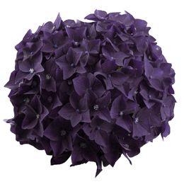 Hortensie 'Music Collection Deep Purple Dance&reg;', Topf &Oslash; 23 cm