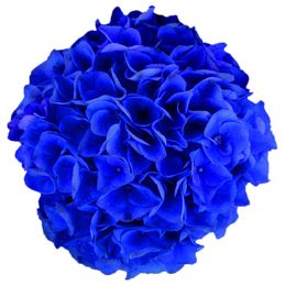 Hortensie 'Music Collection Blue Boogie Woogie&reg;', Topf &Oslash; 23 cm