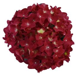 Hortensie 'Music Collection Red Reggea&reg;', Topf &Oslash; 23 cm