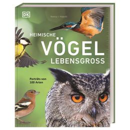 Dorling Kindersley Heimische V&ouml;gel Lebensgross