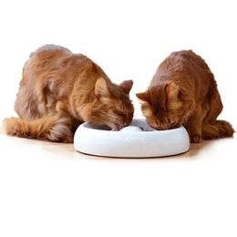 Katzennapf Keramik Premium-Qualit&auml;t XL