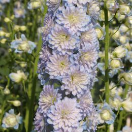 Hoher Rittersporn Highlander 'Moonlight' Lieferform: Im 9 cm Topf
