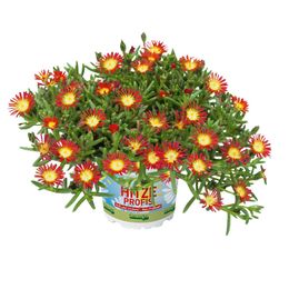 Mittagsblume 'SunDiamonds Red' - 3 St&uuml;ck Liefergr&ouml;&szlig;e: | 3 St&uuml;ck