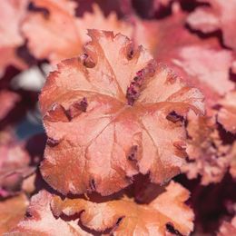 Purpurgl&ouml;ckchen 'Peachberry Ice' Lieferform: Im 0,5 Liter Topf