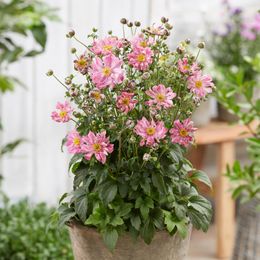Herbst-Anemone Fantasy-Serie 'Belle' Lieferform: Im 0,5 Liter Topf