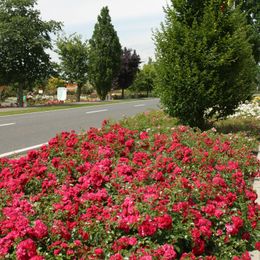 Bodendeckerrose 'G&auml;rtnerfreude ' - ADR-Rose, 3 - 5 Liter, 3 starke Triebe, A-Qualit&auml;t Liefergr&ouml;&szlig;e: 3 starke Triebe, A-Qualit&auml;t