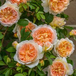 David-Austin-Rose 'Bathsheba ' C5 Lieferform: Im 5 Liter Topf