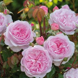 David Austin Rose 'Olivia Rose Austin ', 5 Liter, A-Qualit&auml;t, 3 starke Triebe Liefergr&ouml;&szlig;e: drei starke Triebe