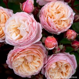 Kletterrose 'New Dreams ', 5 Liter, A-Qualit&auml;t, 3 starke Triebe Liefergr&ouml;&szlig;e: drei starke Triebe