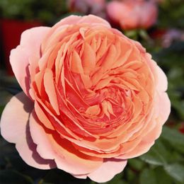 Nostalgische Strauchrose 'Chippendale ' 6 Liter Container Liefergr&ouml;&szlig;e: min. 3 starke Triebe