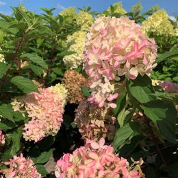 Dauerbl&uuml;hende Rispenhortensie 'Pinkachu ', 5 Liter, 40 - 60 cm Liefergr&ouml;&szlig;e: 40 cm - 60 cm