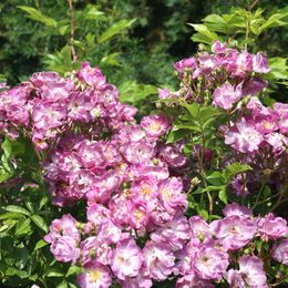 Ramblerrose 'Veilchenblau ' 6 Liter Container Lieferform: Im 6 Liter Topf
